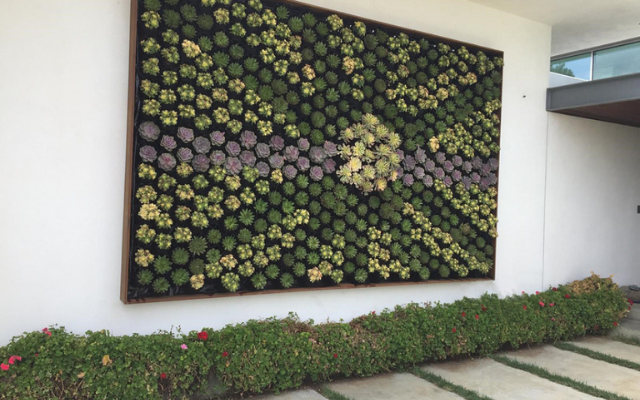 Succulent wall store